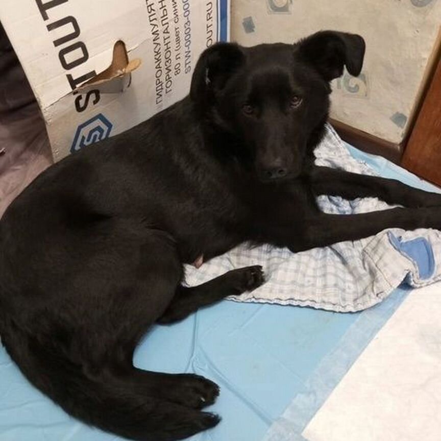 Собака в добрые руки