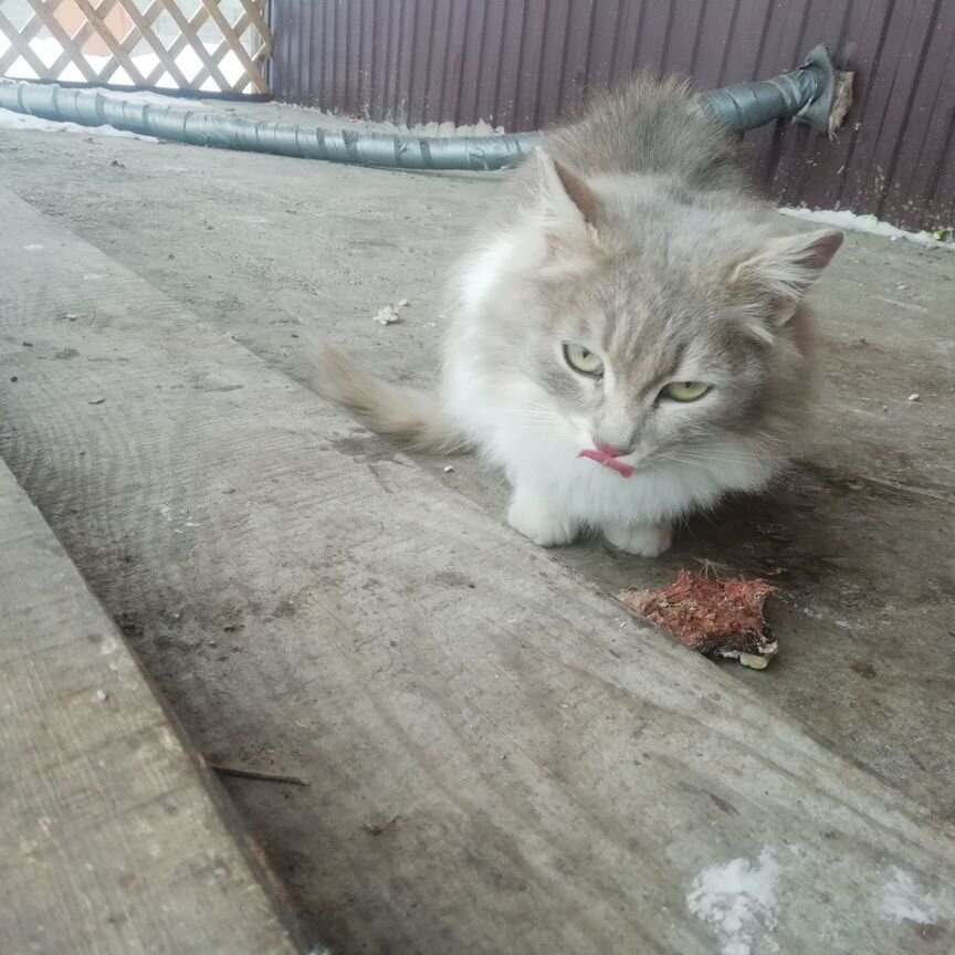 Отдам в добрые руки кошку-мышелов