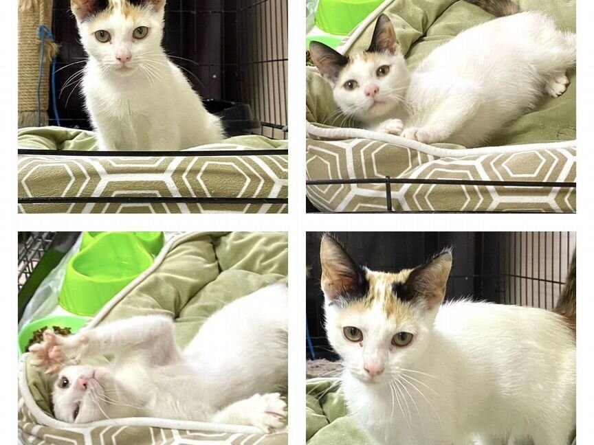 Котенок трехцветный