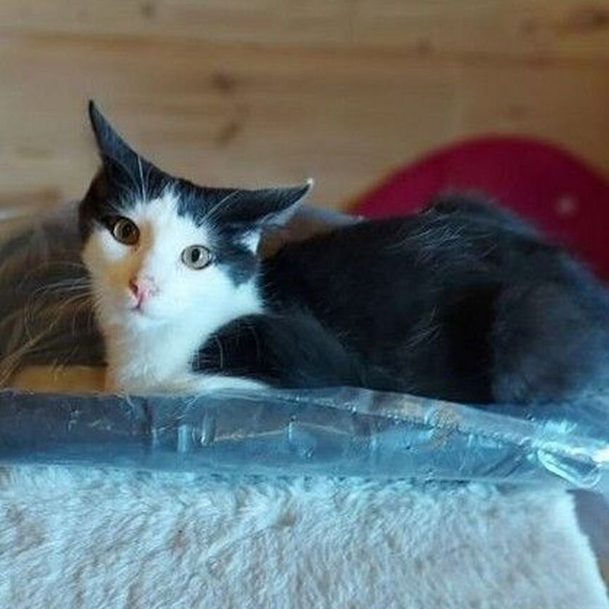 Котенок мальчик 4 месяца в дар