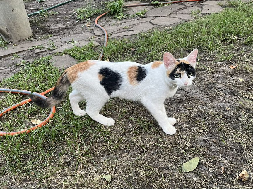 Трехцветная кошка