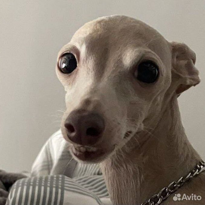 Левретка вязка