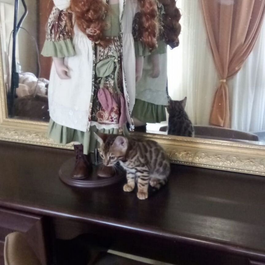 Бенгальские котята