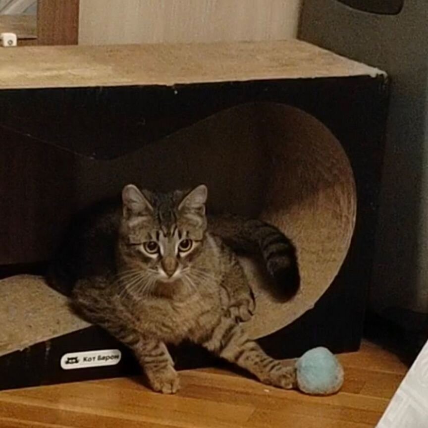 Котики бесплатно в добрые руки