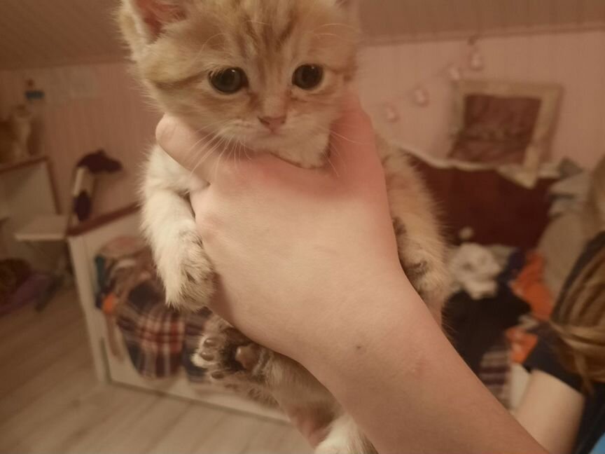 Котенок золотая шиншилла