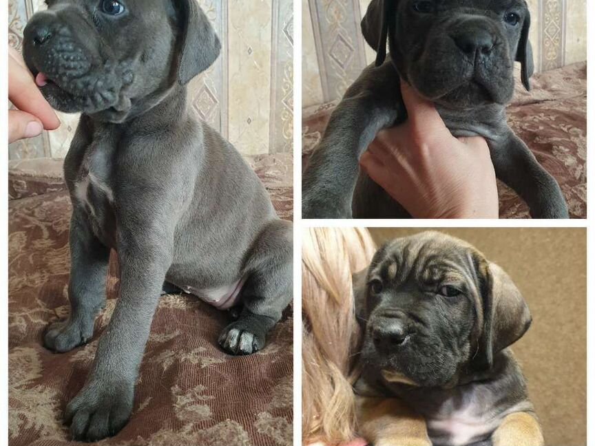 Кане Корсо малыши