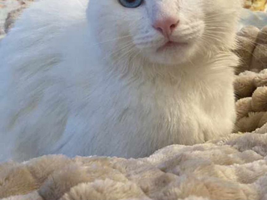 Коты в добрые руки