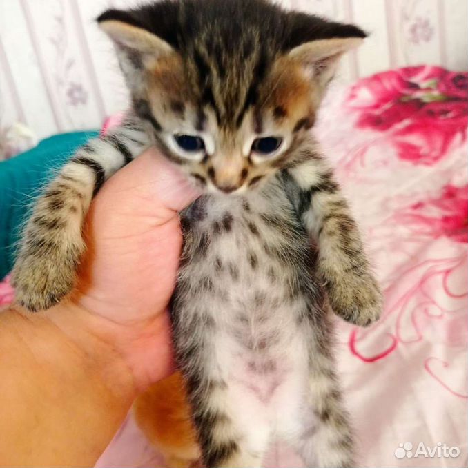Кошка и котики 1.5 мес