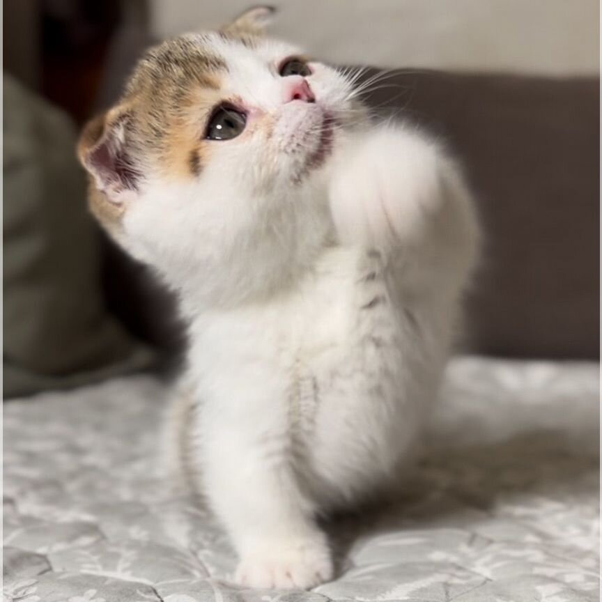 Коротколапый котенок
