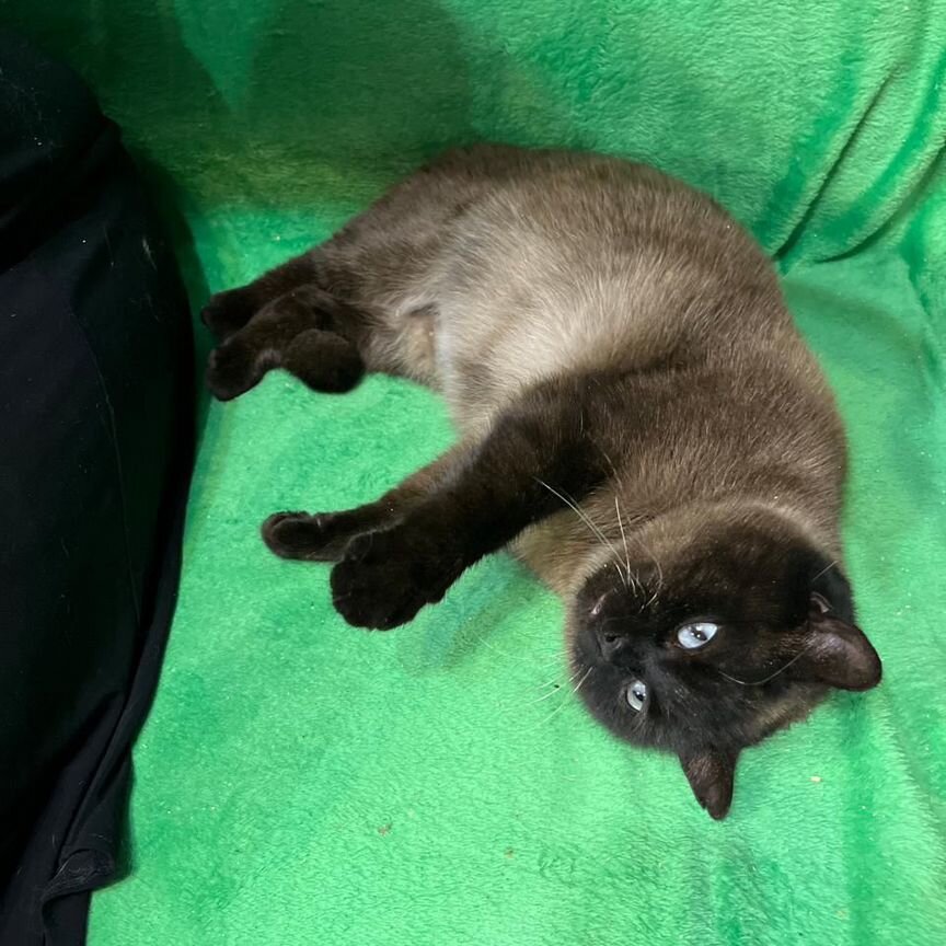 Кошки ищут дом