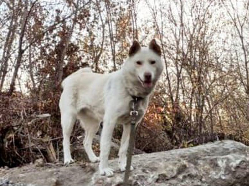 Собака в поисках дома или передержки