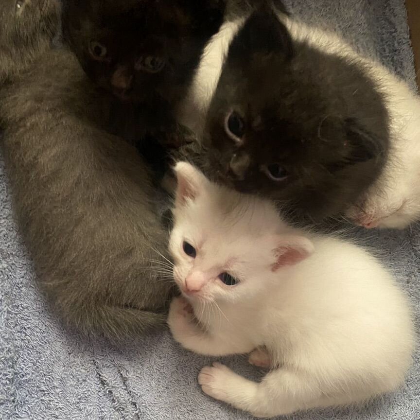 Котята в добрые руки