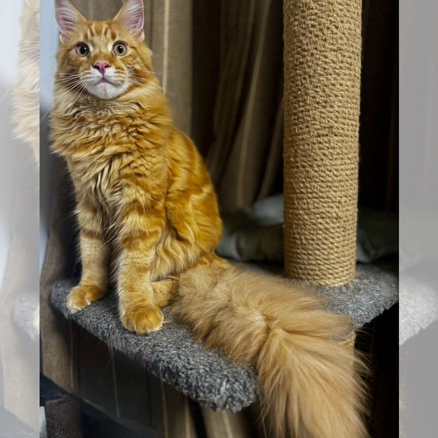 Мейн-кун котёнок