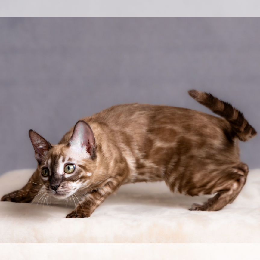 Бенгальская красавица из питомника