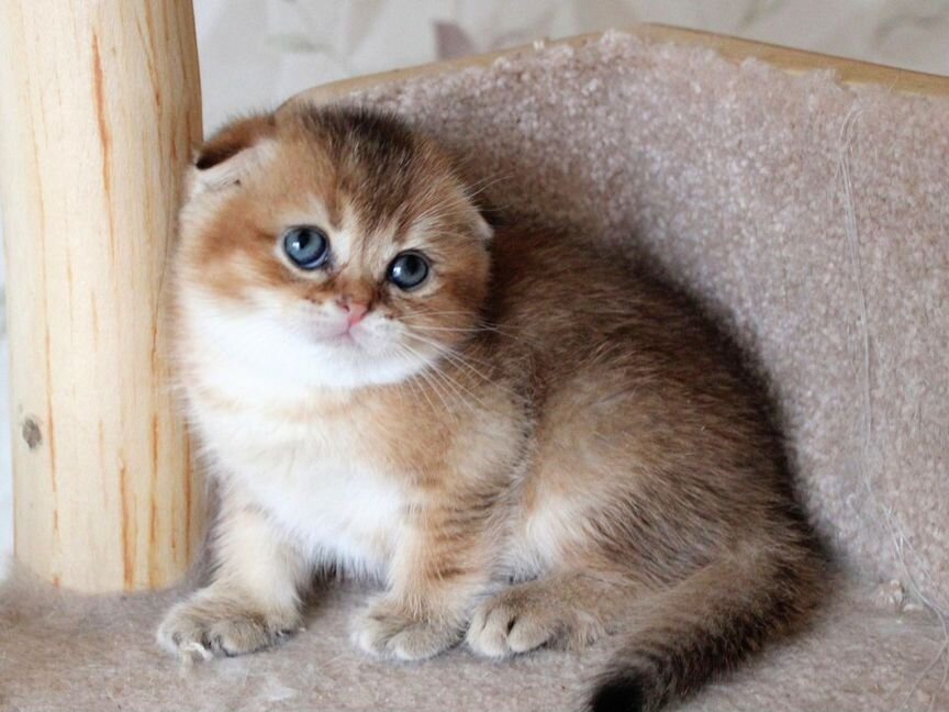 Шотландские золотые котята