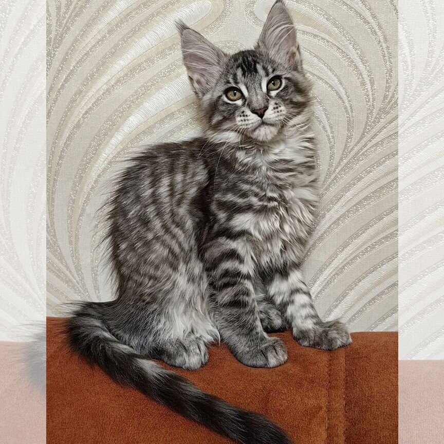 Мейн-кун котёнок