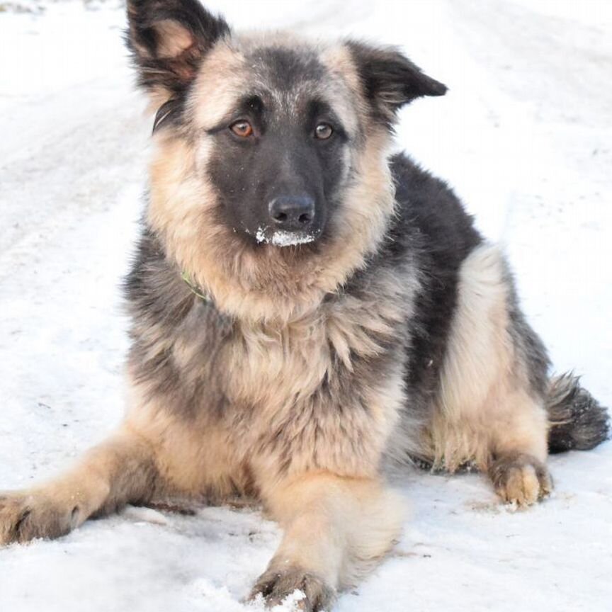 Щенки овчарки в добрые руки