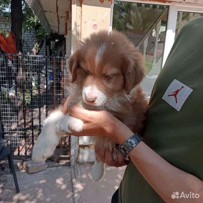 Щенки Аусси австралийская овчарка продаются