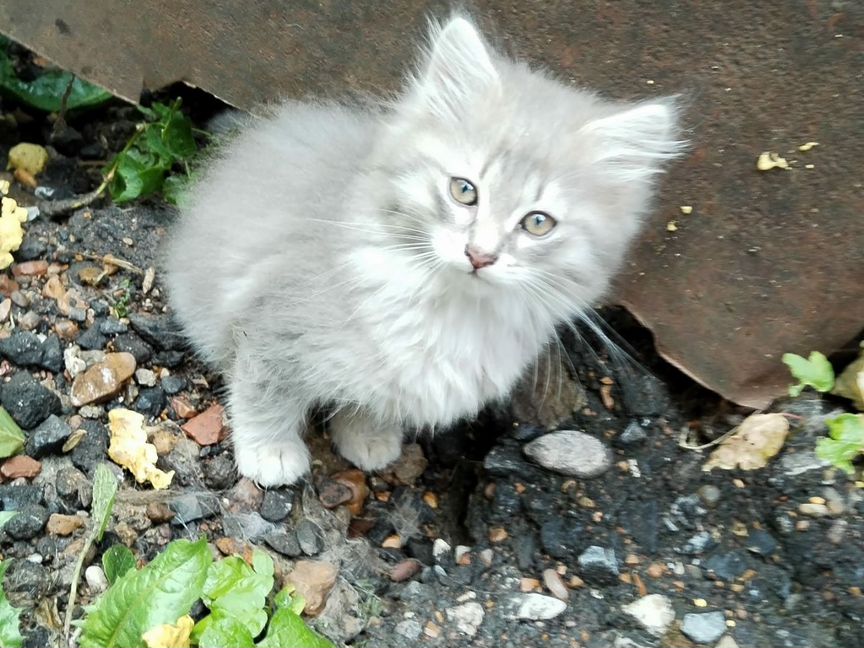 Пасхальные котята