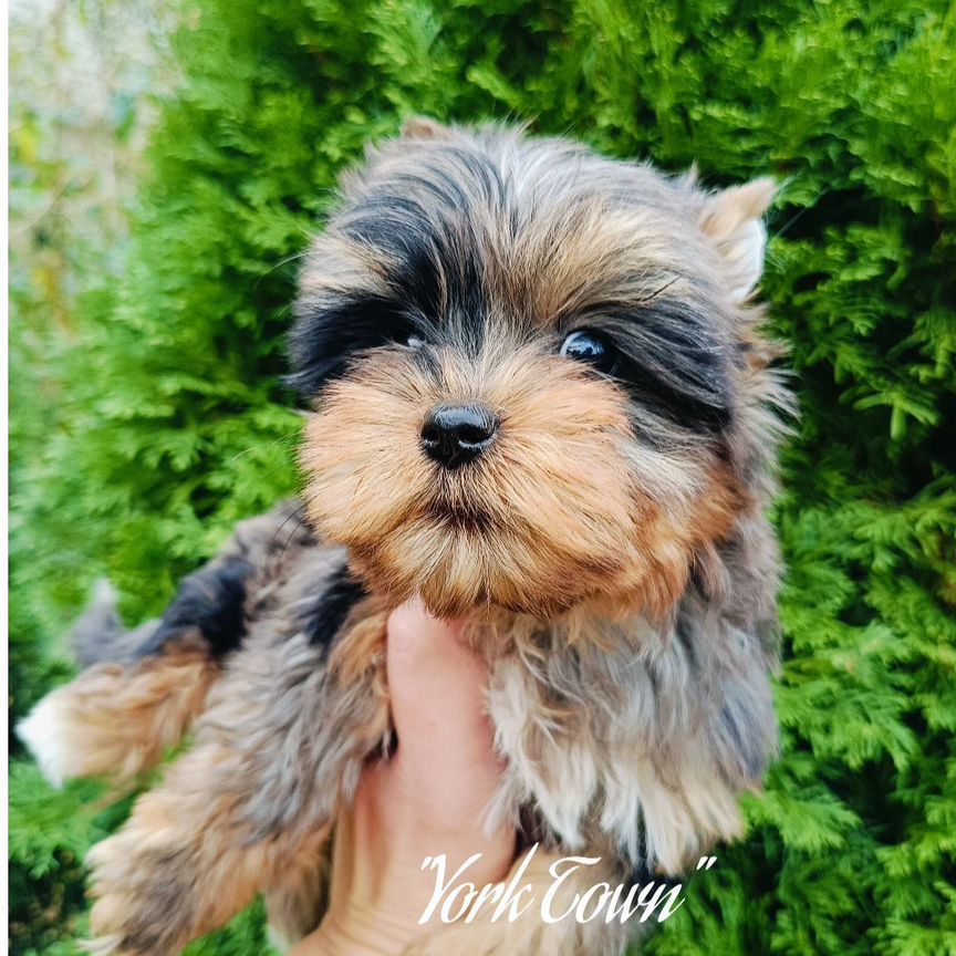 Мраморная леди