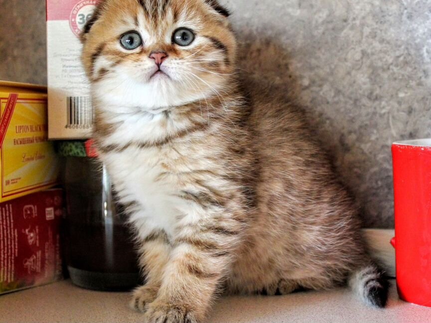 Шотландские мальчишки