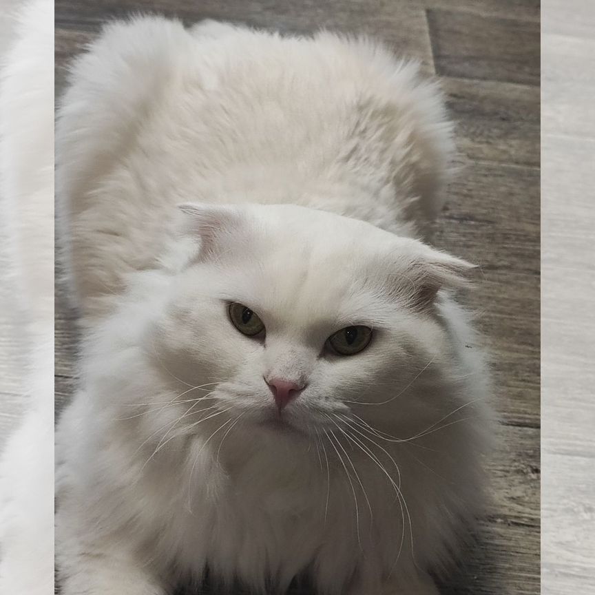 Отдам белого кота в добрые руки
