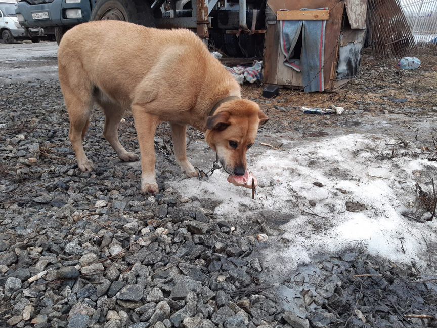 Лайма Собака с прекрасным характером