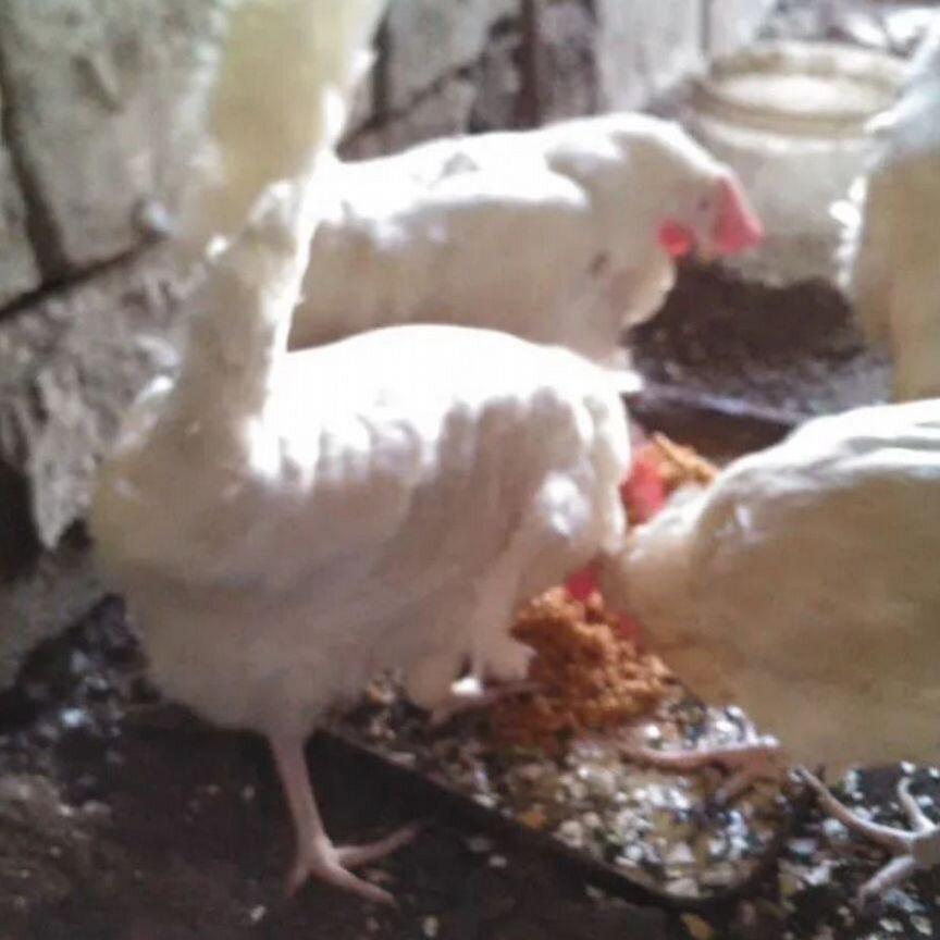 Курицы несушки белый ломан