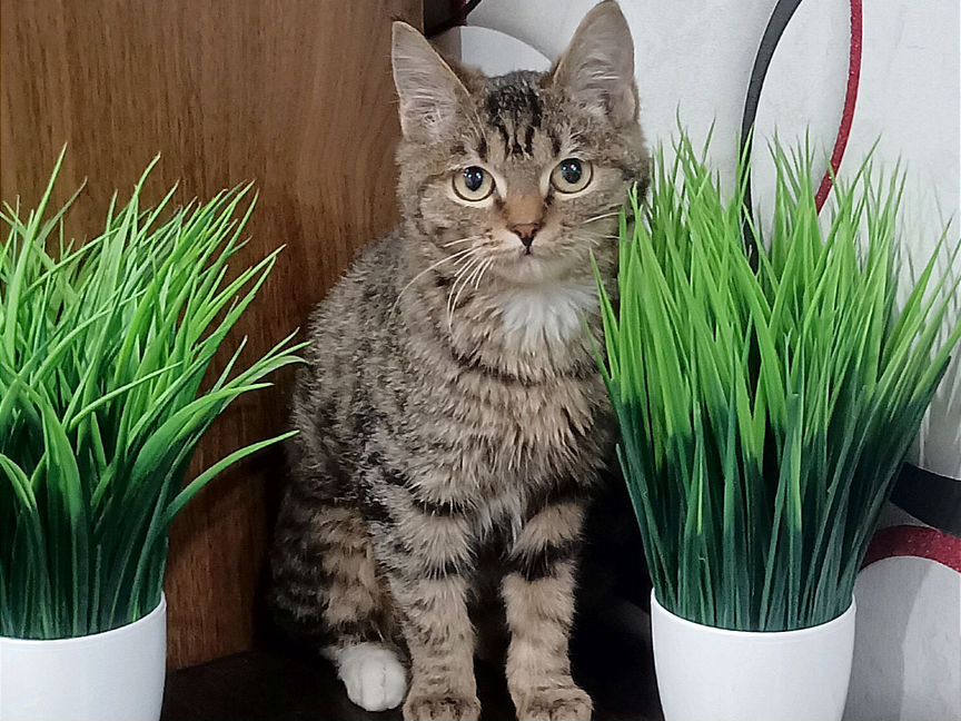 Мальчик 5-6 мес