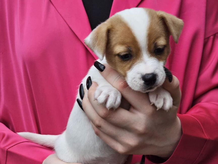 Джек Рассел терьер