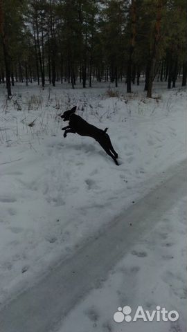 Отдам в добрые руки