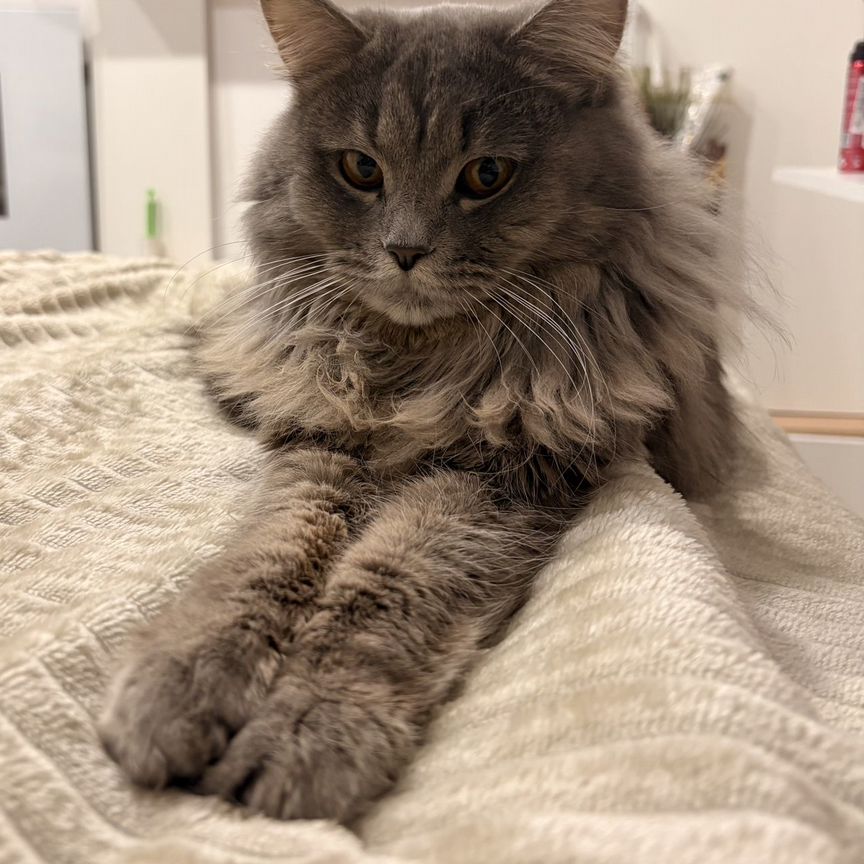 Британский длинношёрстный кот, вязка