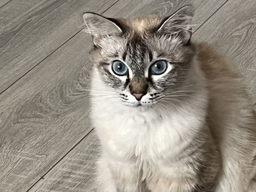 Невские маскарадные котята