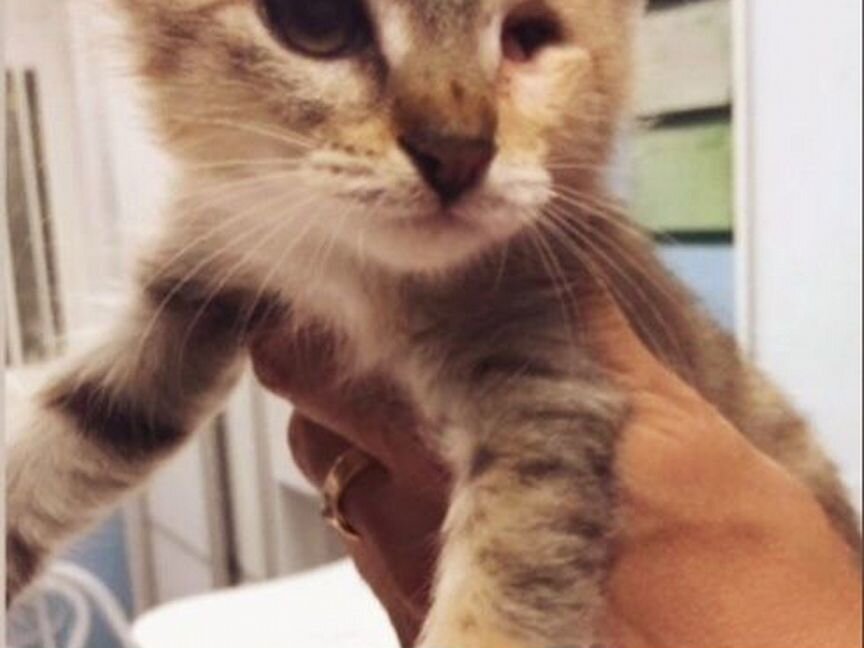 Котёнок Сонечка