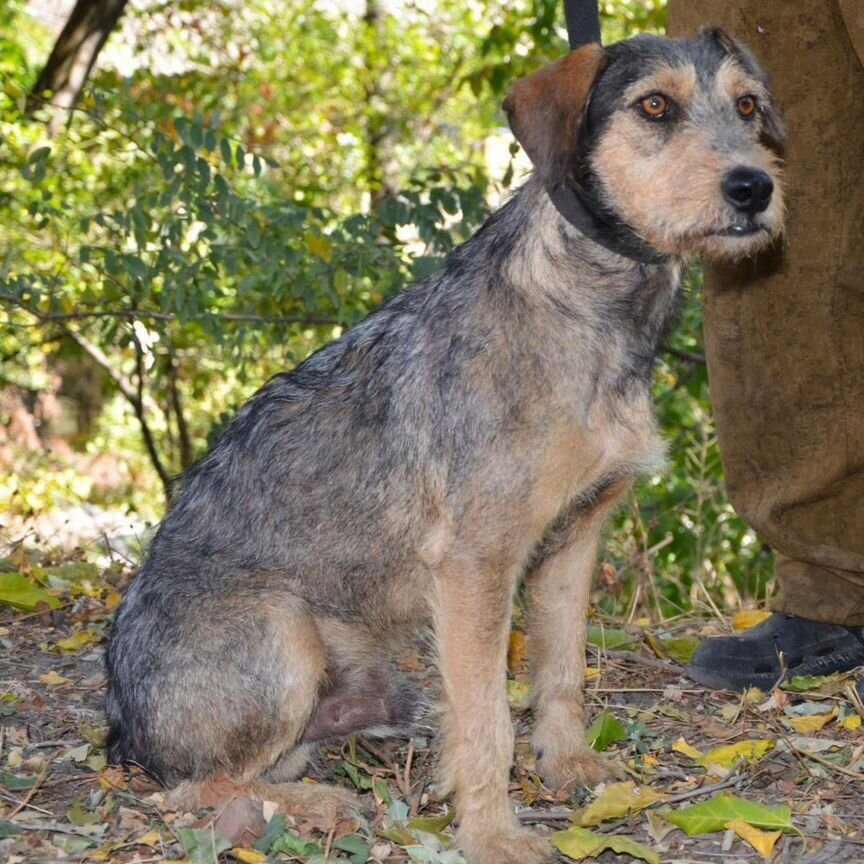 Собака в добрые руки