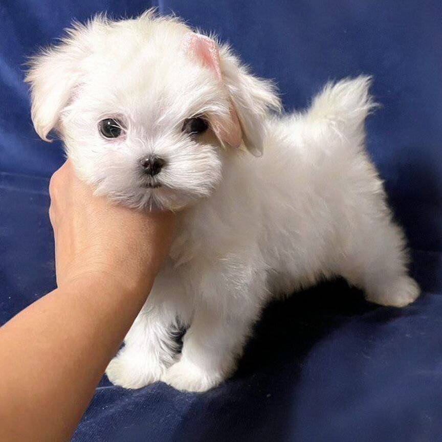 Мальтийская болонка девочка