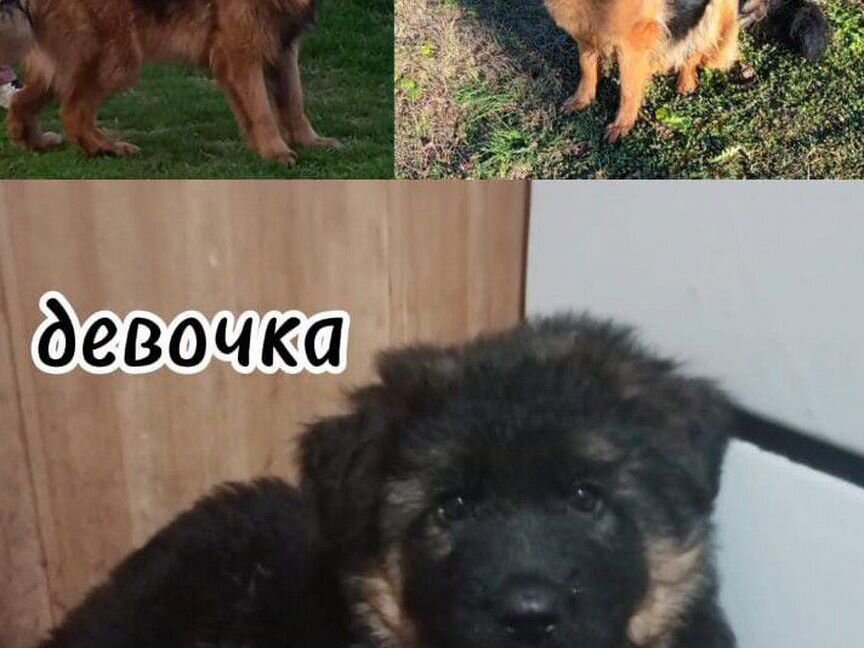 Продается щенок немецкой овчарки