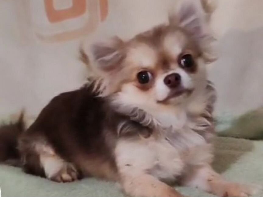 Чихуахуа мини