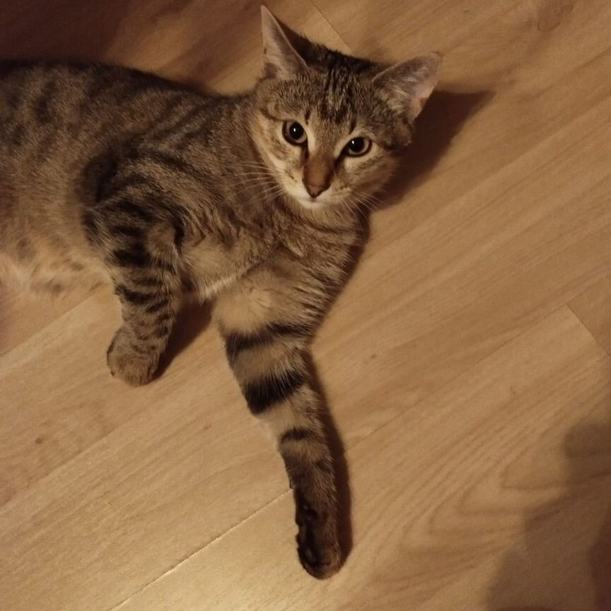 Кот Тимоша