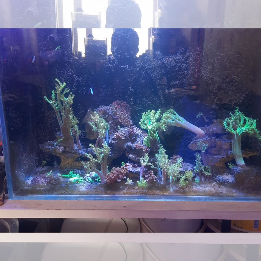 Морской аквариум с задним сампом