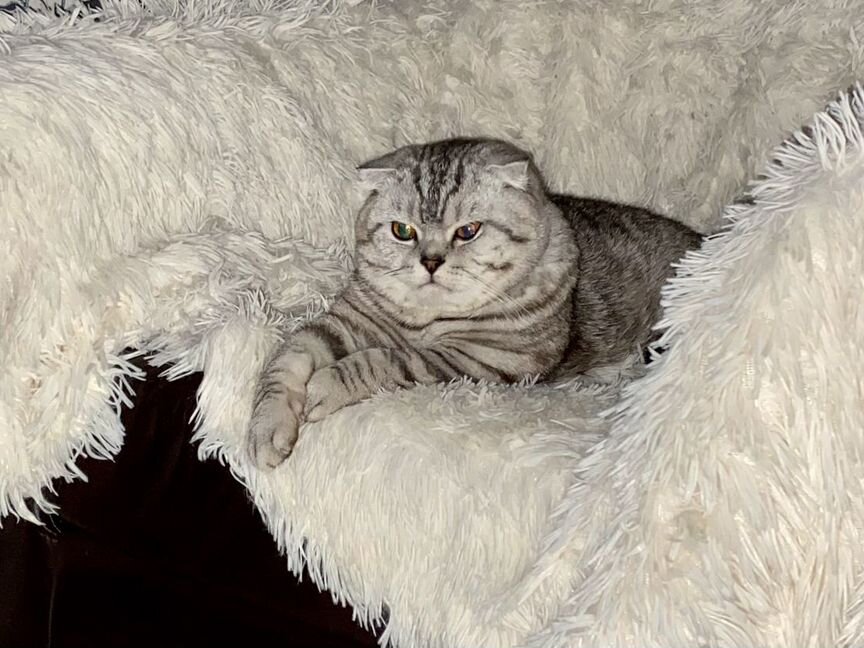 Кот шотландец вязка