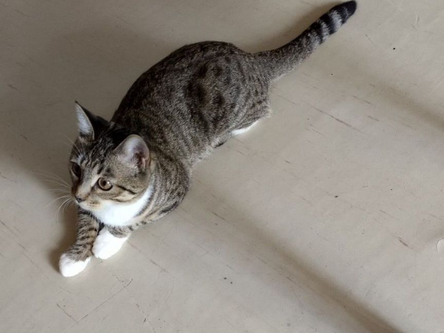 Кошка Глаша