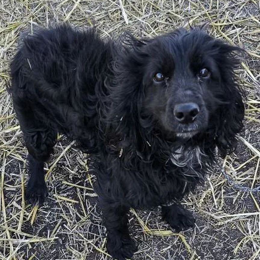 Русский охотничий спаниель, взрослый пёс