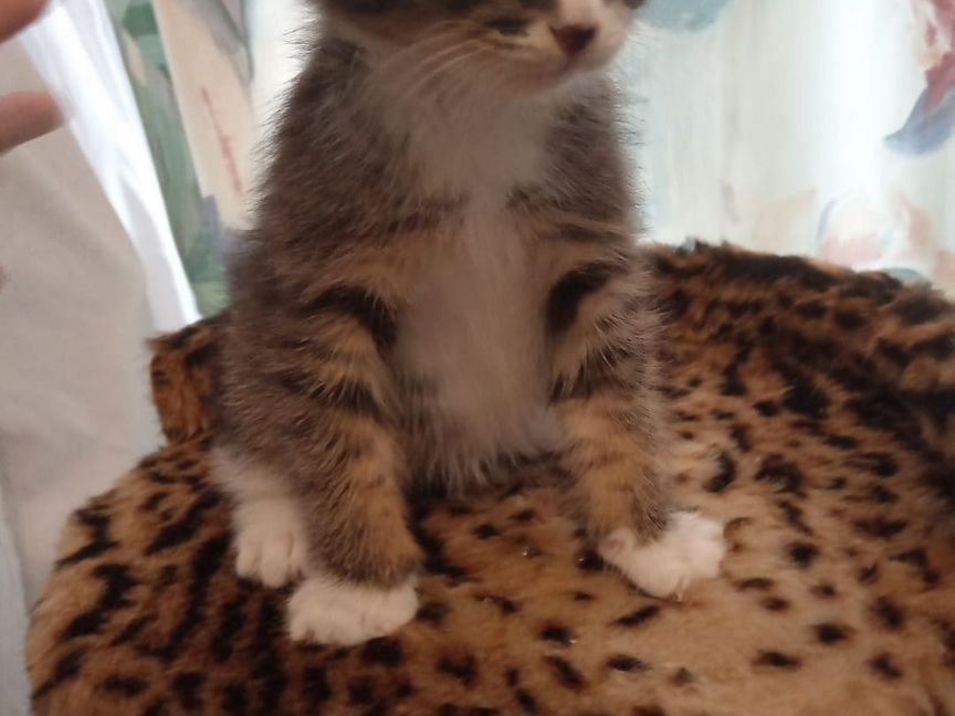 Котёнок смесь Курильского бобтейла
