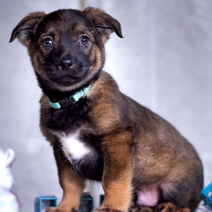 Щенок от маленькой собаки