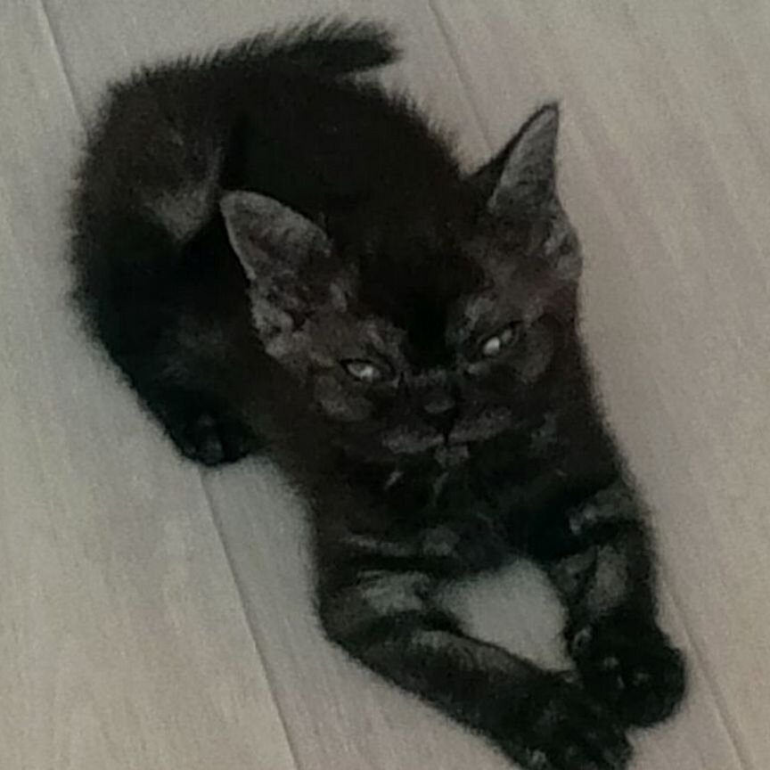 Персидский котёнок