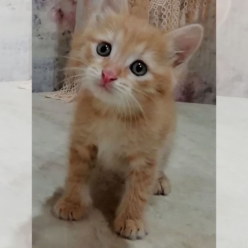 Рыжий котенок мальчик