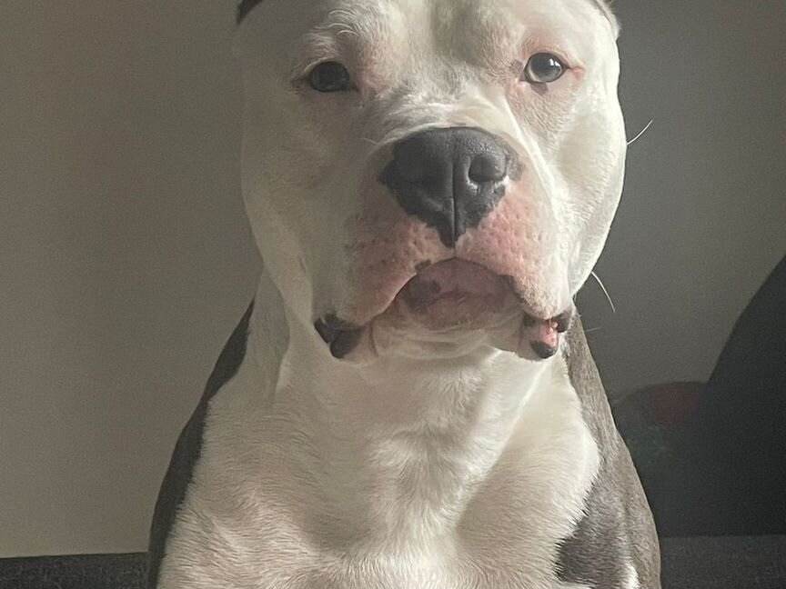 Стаффордширский терьер для вязки