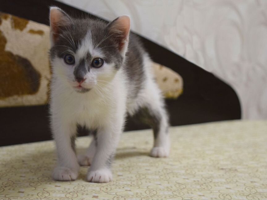 Котёнок мальчик замечательный хороший ручной