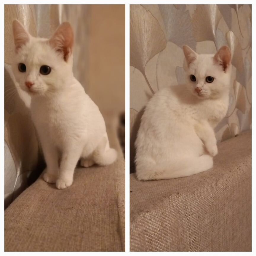 Два котенка белых ангелочка, близняшки сестренки